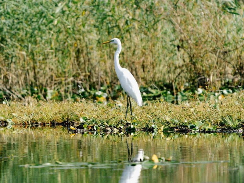 Skadar Lake National Park: Birdwatching & Photography Tour - Key Points