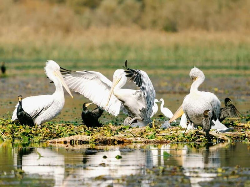Skadar Lake National Park: Birdwatching & Photography Tour - An In-Depth Look at the Skadar Lake Birdwatching Tour