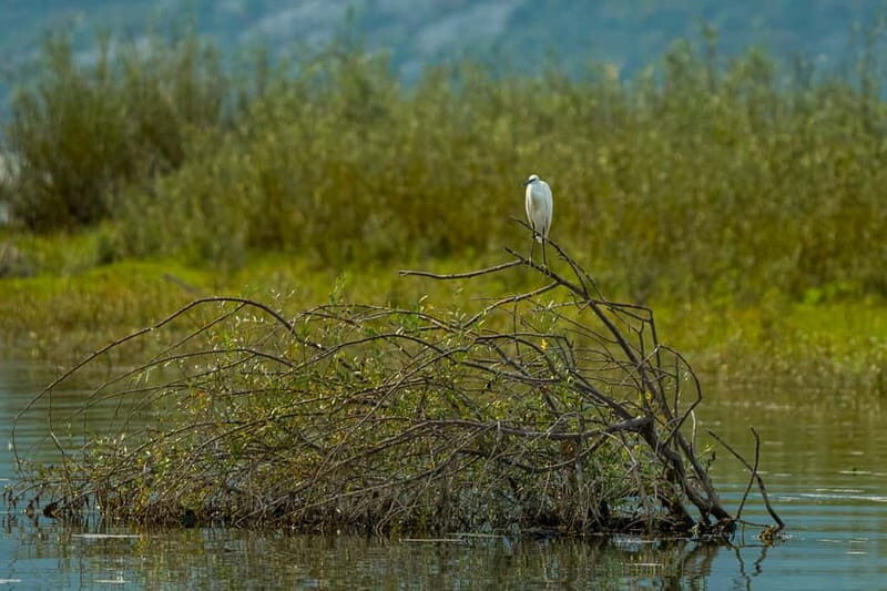 Skadar Lake National Park: Birdwatching & Photography Tour - FAQs