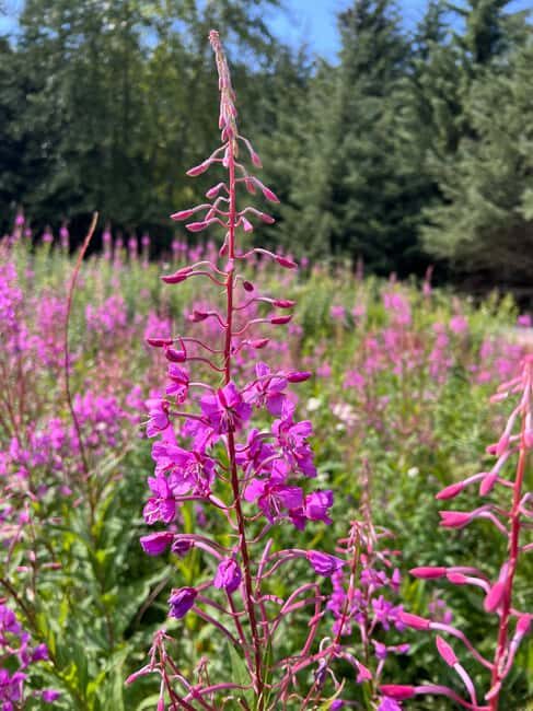 Skagway: Yukon Discovery Tour - Authentic Experiences and Review Insights
