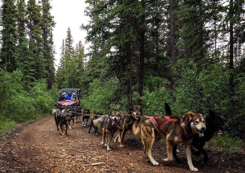 Skagway: Yukon Dog Mushing & Sightseeing Tour - What to Expect from the Yukon Dog Mushing & Sightseeing Tour