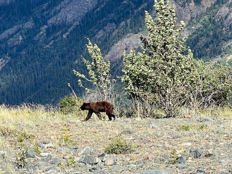 Skagway: Yukon Dog Mushing & Sightseeing Tour - The Sum Up: Who Is This Tour Best For?