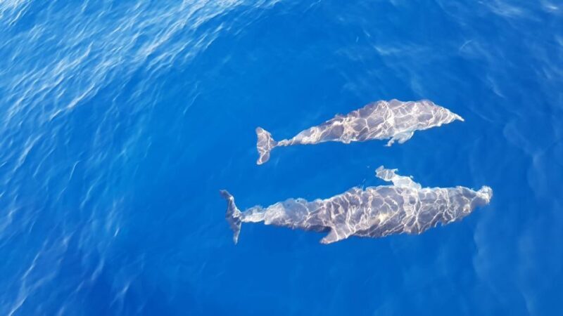 Skiathos: Day-Sailing Tour with Lunch on Board - Why This Tour Offers Great Value