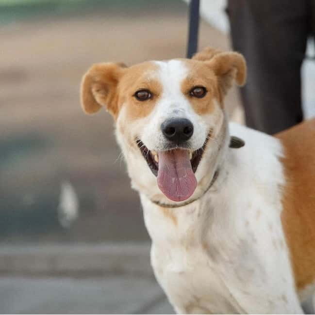 Skiathos: Dog Shelter Visit, Hike & Cooking Class with Lunch - A Day in Skiathos with a Compassionate and Tasty Twist