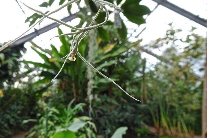 Skip-the-Line: Botanic Garden Entry Ticket - The Experience in Action