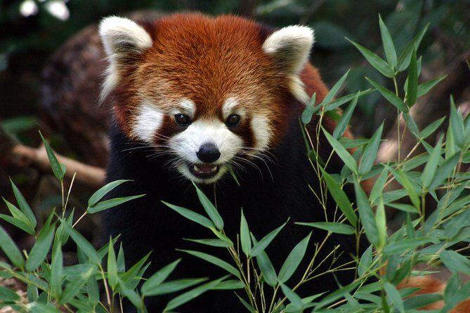 Skip the Line: Daily Admission at Woodland Park Zoo Ticket - A Closer Look at Woodland Park Zoo: What You Can Expect