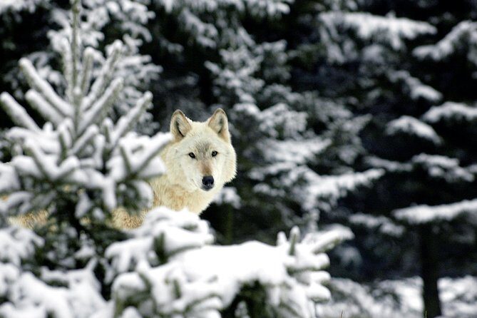 Skip the Line: Daily Admission at Woodland Park Zoo Ticket - Who Would Love This Experience?