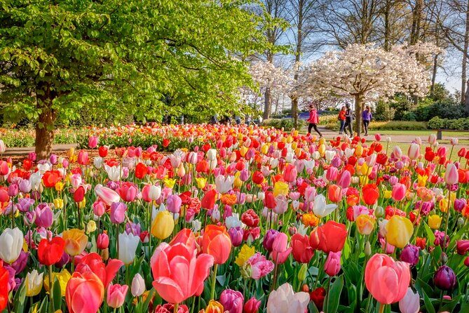 Skip-the-Line Keukenhof Gardens and Tulip Fields Tour from Amsterdam - An In-Depth Look at the Experience