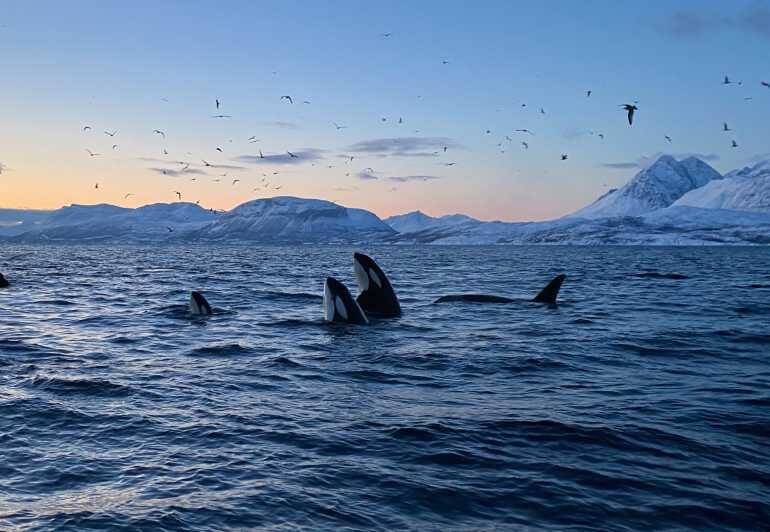 Skjervøy: Whale and Orca Watching Tour by RIB Boat - Key Points
