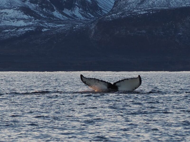 Skjervøy: Whale and Orca Watching Tour by RIB Boat - An In-Depth Look at the Whale Watching Experience