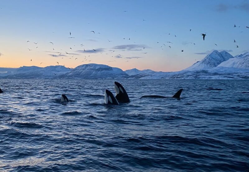 Skjervøy: Whale and Orca Watching Tour by RIB Boat - FAQ