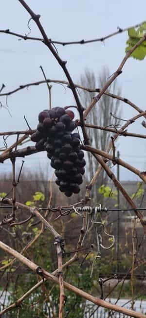 Skopje: Half-Day Stobi Wine Tour - Frequently Asked Questions (FAQs)