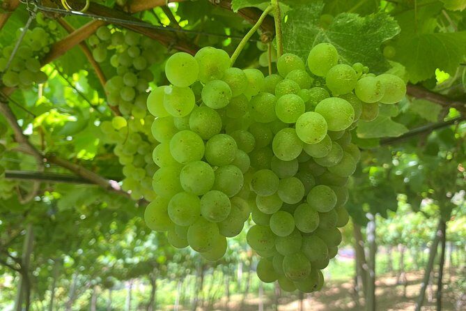 Skywalk with Wines Tasting and Vineyards Half day 4x4 Adventure - What to Expect from the Itinerary