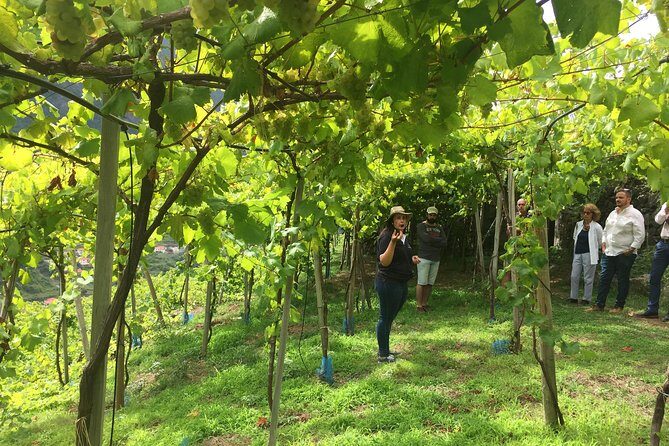 Skywalk with Wines Tasting and Vineyards Half day 4x4 Adventure - Why This Tour Works Well