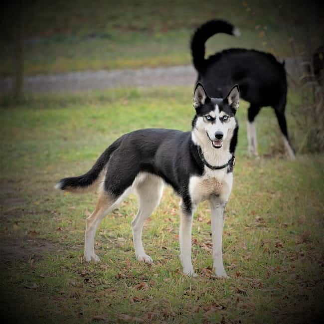 SLED DOG KENNEL VISIT TARTU COUNTRY ESTONIA - The Guide and the Hosts: Making It Special