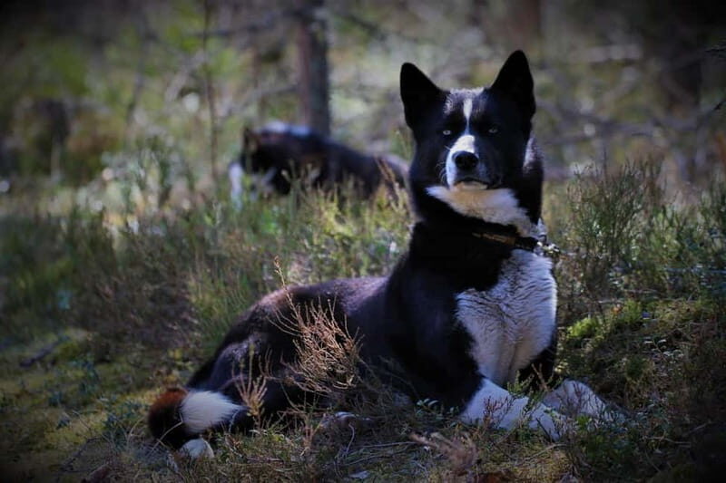SLED DOG KENNEL VISIT TARTU COUNTRY ESTONIA - The Dogs: Well-Cared-For and Playful