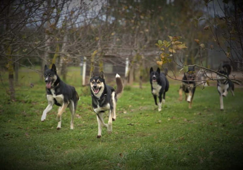 SLED DOG KENNEL VISIT TARTU COUNTRY ESTONIA - The Experience Value: Is It Worth the Price?