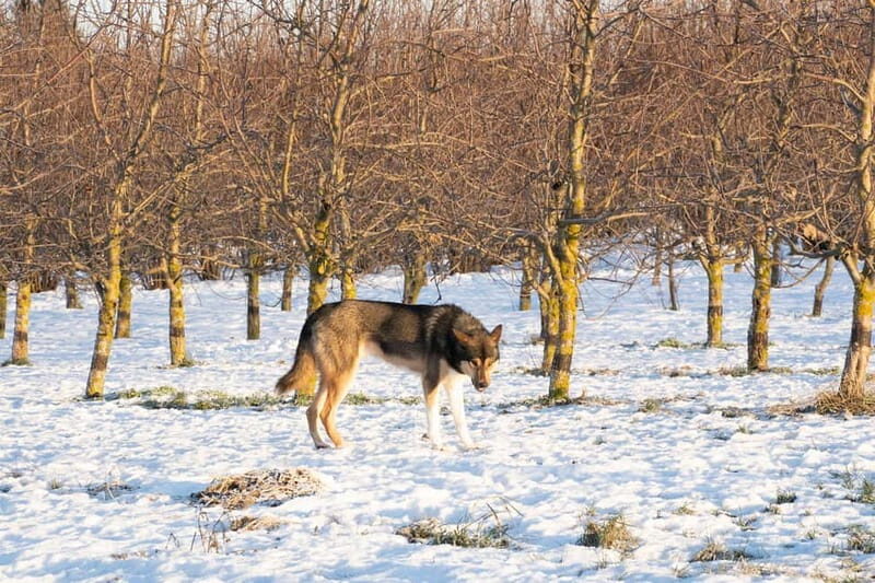 SLED DOG KENNEL VISIT TARTU COUNTRY ESTONIA - Frequently Asked Questions