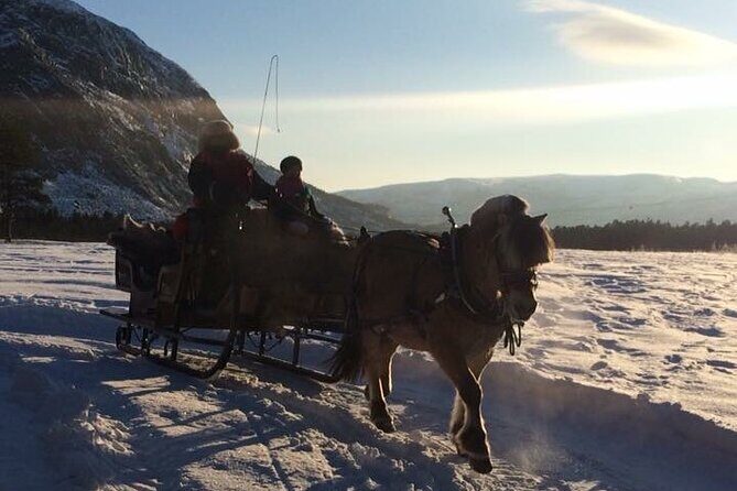 Sleigh ride Under The Northern Lights - An Authentic Northern Lights Experience in Alta