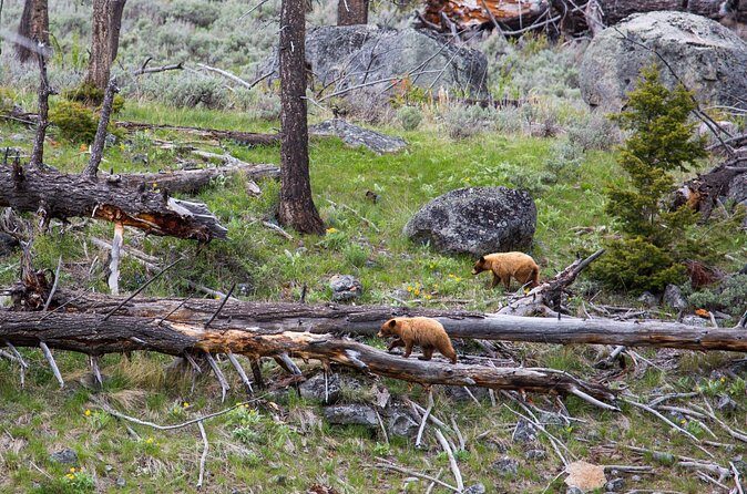 Slough Creek Naturalist Day Hike - Final Thoughts: Is It Worth It?