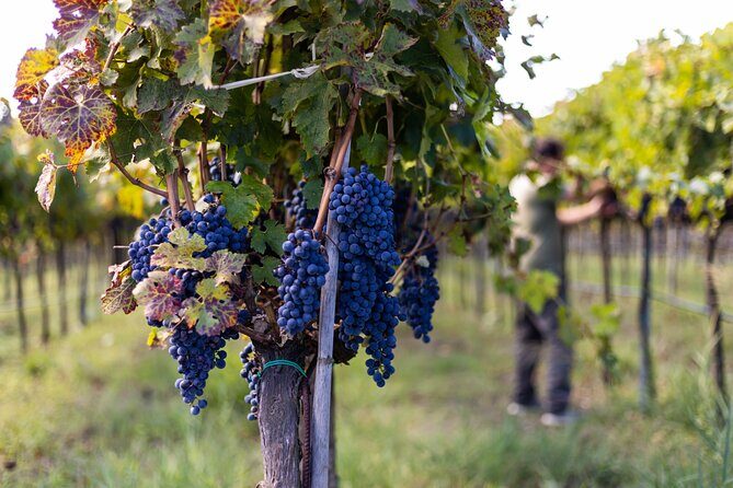 Slow Wine & Tartufo Gelato Tasting Experience - A Closer Look at the Slow Wine & Tartufo Gelato Tasting Experience in Tropea