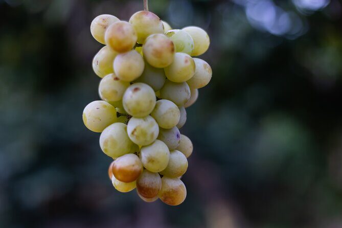 Slow Wine & Tartufo Gelato Tasting Experience - Key Points