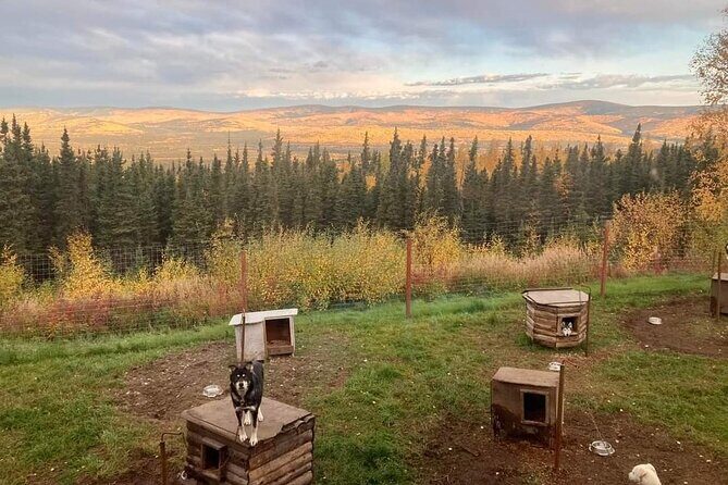 Sluice Box Kennel Experience - A Genuine Taste of Alaskan Wilderness at Sluice Box Kennel Experience