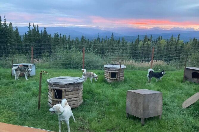 Sluice Box Kennel Experience - Key Points