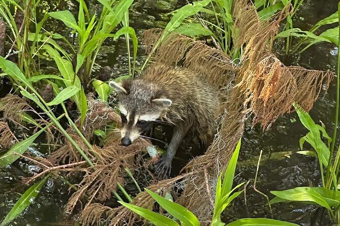 Small Airboat Tour with Transportation Must Do in New Orleans - FAQs