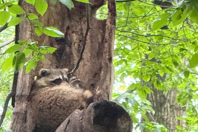 Small Group 2 Hours Walking Tour of Central Park - up to 8 people - Practical Details and Tips