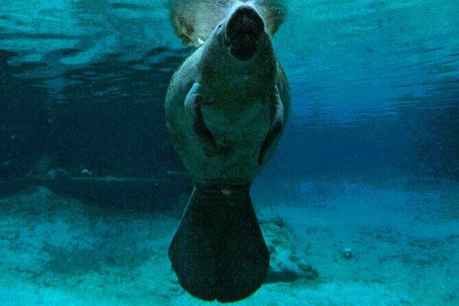 Small Group 6 Passenger Manatee Swim - What to Expect from the Itinerary