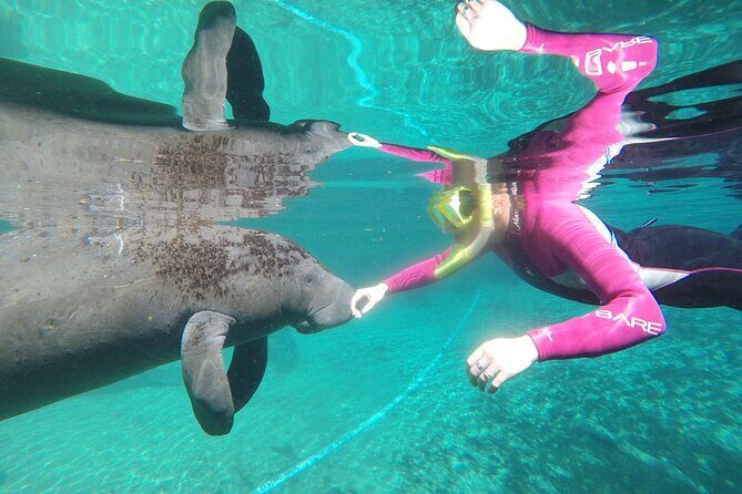 Small Group 6 Passenger Manatee Swim - The Value of the Experience