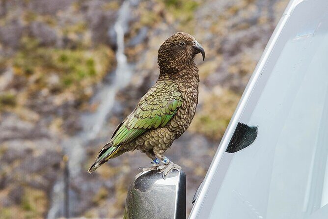 Small Group, Award Winning Milford Sound Day Experience & Cruise - Practical Details and Tips