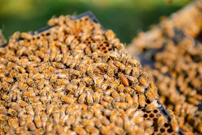 Small-Group Beekeeping Experience in Tauherenikau - Schedule, Duration, and Group Size