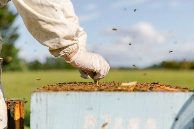 Small-Group Beekeeping Experience in Tauherenikau - Cost and What You Get