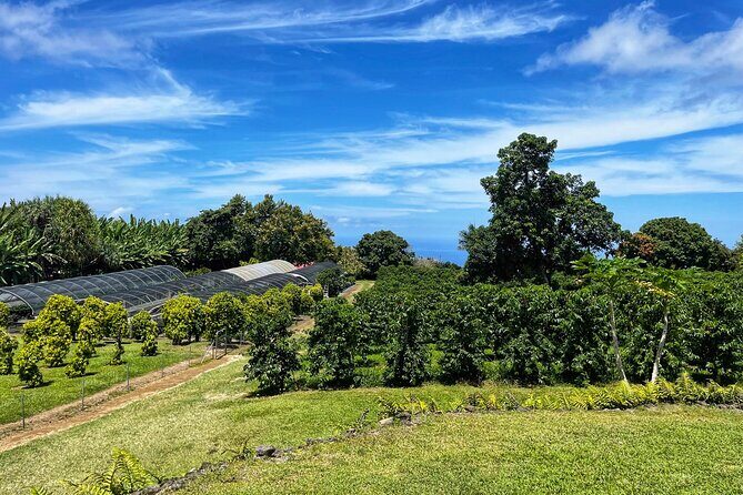 Small-Group Big Island Tour: Hawaii Volcanoes National Park and Kona Coffee Farm - Frequently Asked Questions