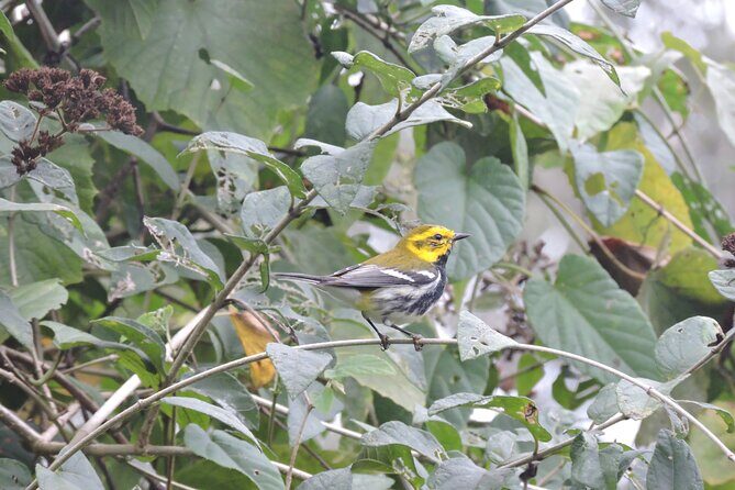 Small-Group Birdwatching Sian Kaan with professional guide