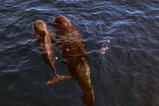 Small Group Boat Whale and Dolphin Watching Tour - The Experience: A Closer Look at the Tour