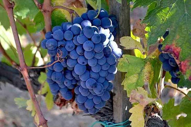 Small-Group Brunello Wine Tour of Montalcino from Florence - What Travelers Love Most