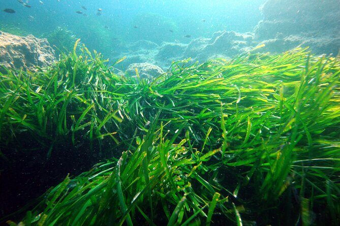 Small Group Diving Adventure in Menorca - FAQ