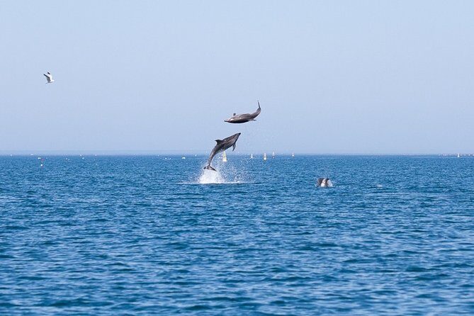 Small Group Dolphin and Wildlife Watching Tour in Faro - An In-Depth Look at the Faro Dolphin and Wildlife Tour