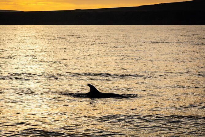 Small Group Dolphin Sunset Tour on Electric Catamaran Lanzarote - Why Choose This Tour?