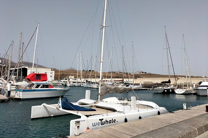 Small Group Dolphin Sunset Tour on Electric Catamaran Lanzarote - Final Thoughts: Is This Tour Worth It?