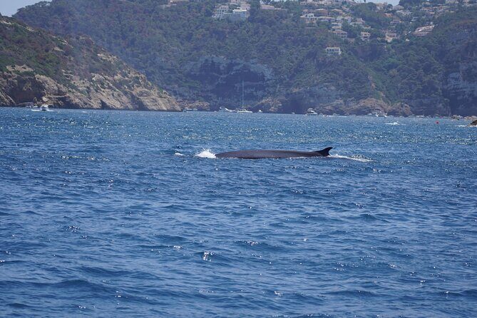 Small Group Dolphin Sunset Tour on Electric Sailing Boat Denia - Key Points
