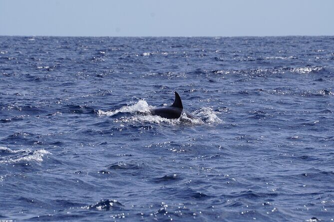 Small Group Dolphin Sunset Tour on Electric Sailing Boat Denia - Who Will Love This Tour?