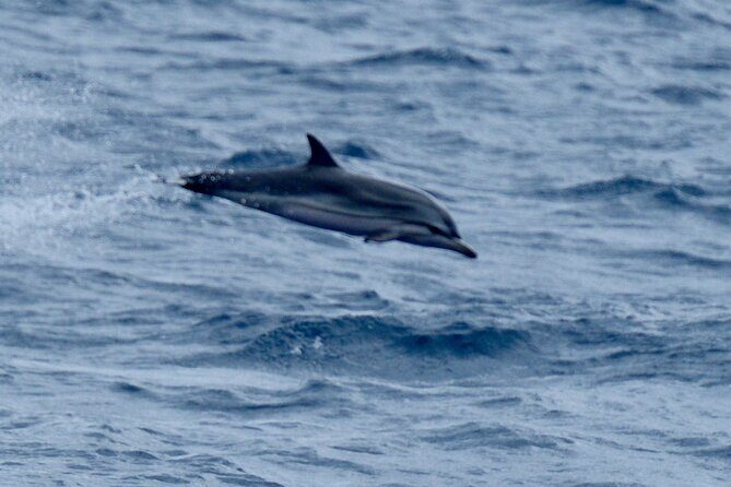 Small Group Dolphin Sunset Tour on Electric Sailing Boat Denia - Final Thoughts: The Real Value of a Sunset Dolphin Tour