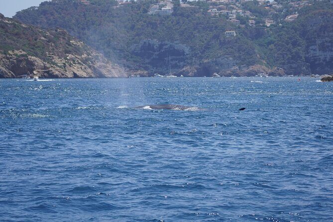 Small Group Dolphin Sunset Tour on Electric Sailing Boat Denia - FAQ
