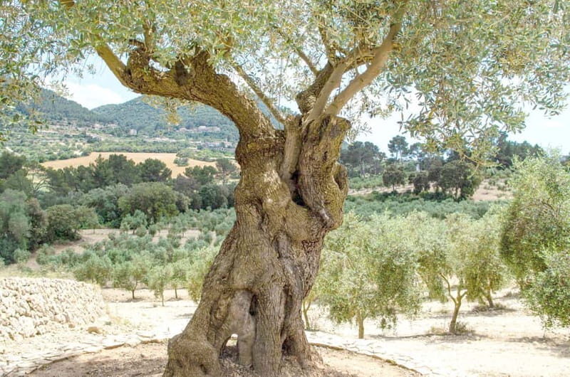 Small group- Exclusive Olive Oil & Wine Tour Mallorca - Exploring Mallorca’s Flavors and Landscapes
