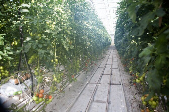 Small Group Golden Circle with Kerid Crater & Tomato Farm Visit - The Guide and the Experience: What You Can Expect