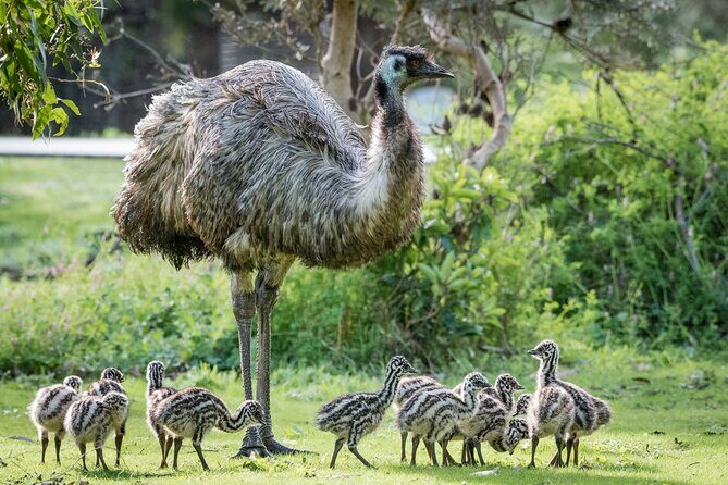 Small-Group Grampians Great Wildlife Escape Day Trip with Hiking - Practical Details & Logistics
